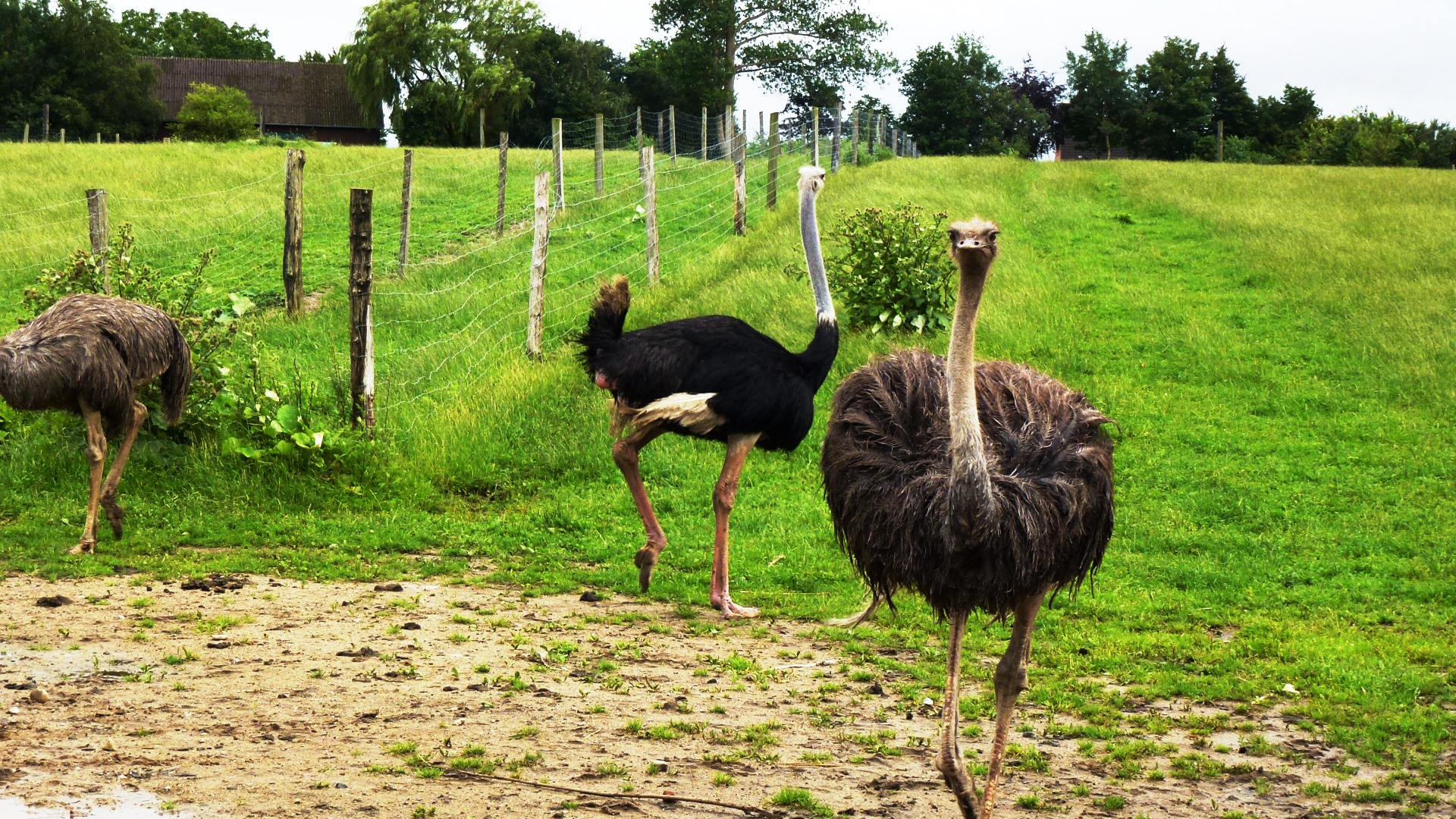 Straußenfarm
